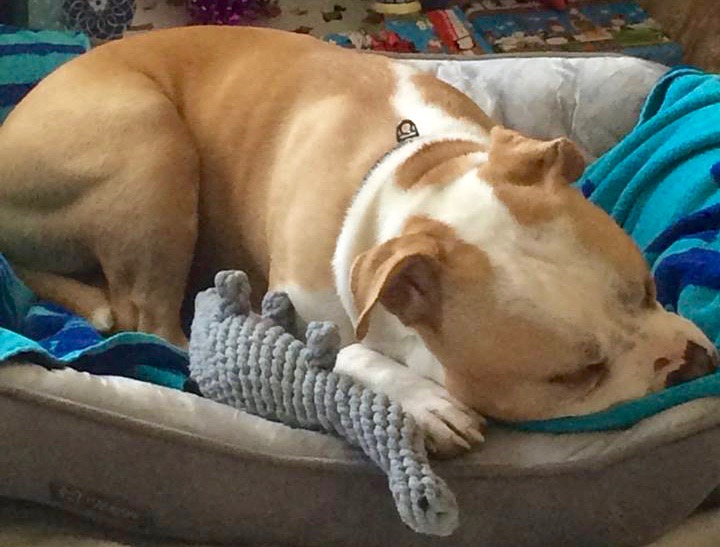 Casanova Renee s Rescues Casanova Renee s Rescues