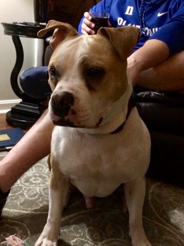 Casanova Renee s Rescues Casanova Renee s Rescues