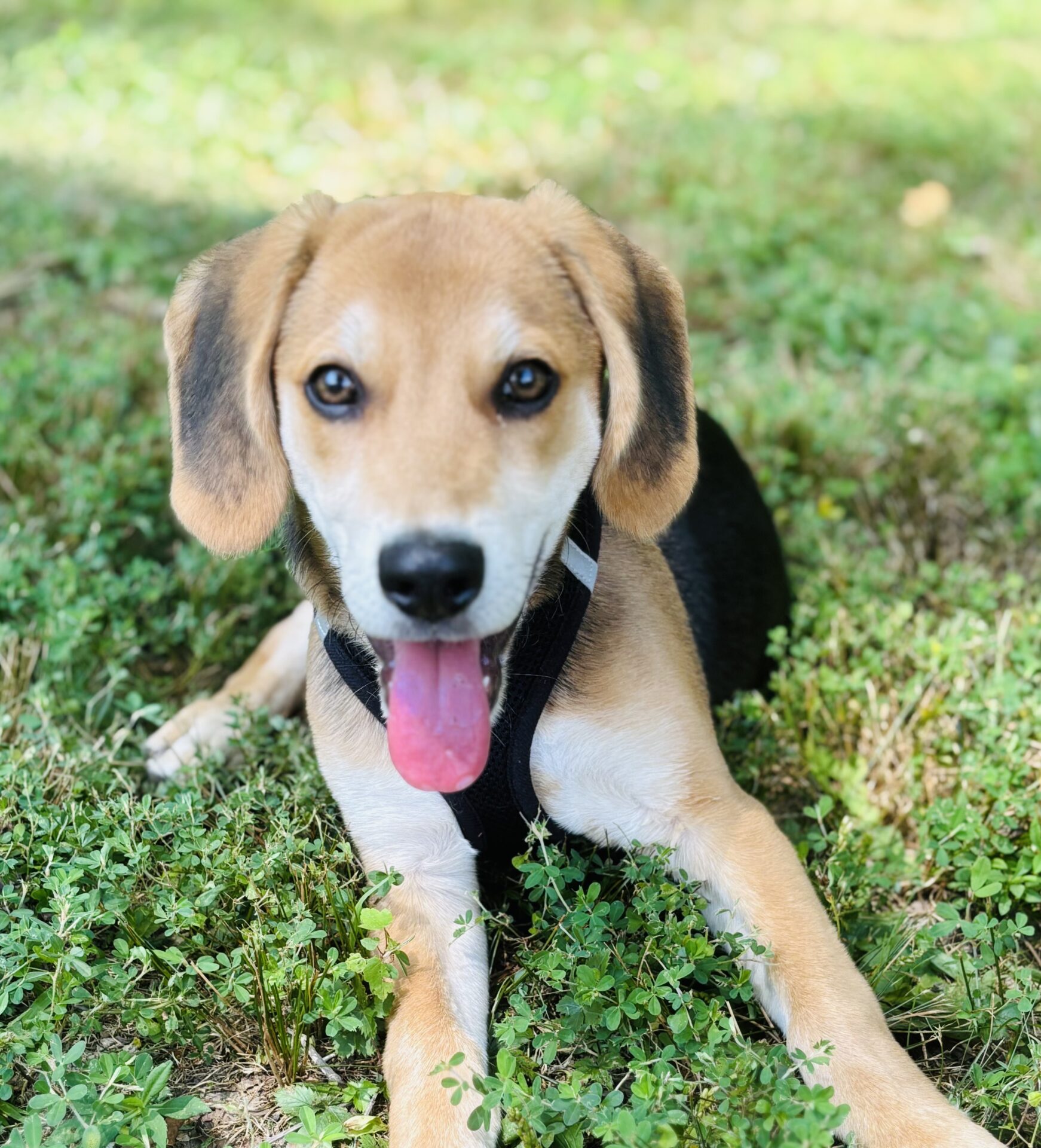 Chestnut | Renee’s Rescues
