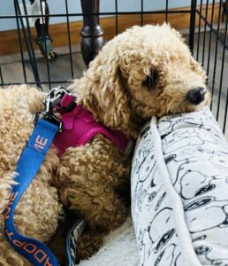 DeDe (Dennys) | Renee’s Rescues