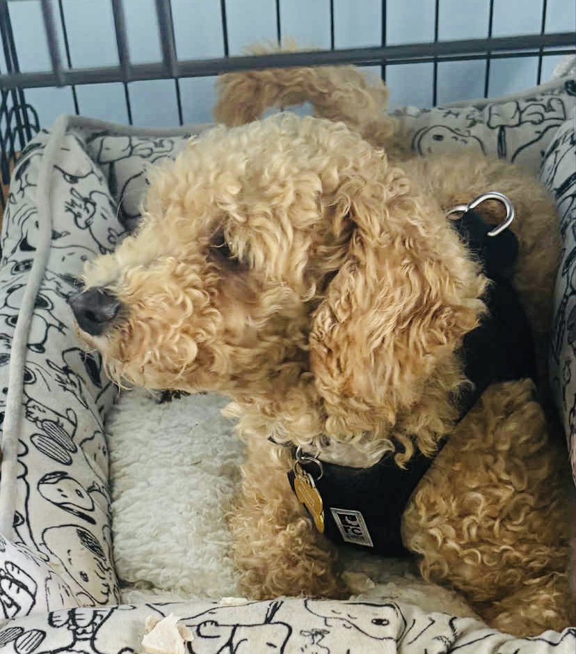 DeDe (Dennys) | Renee’s Rescues