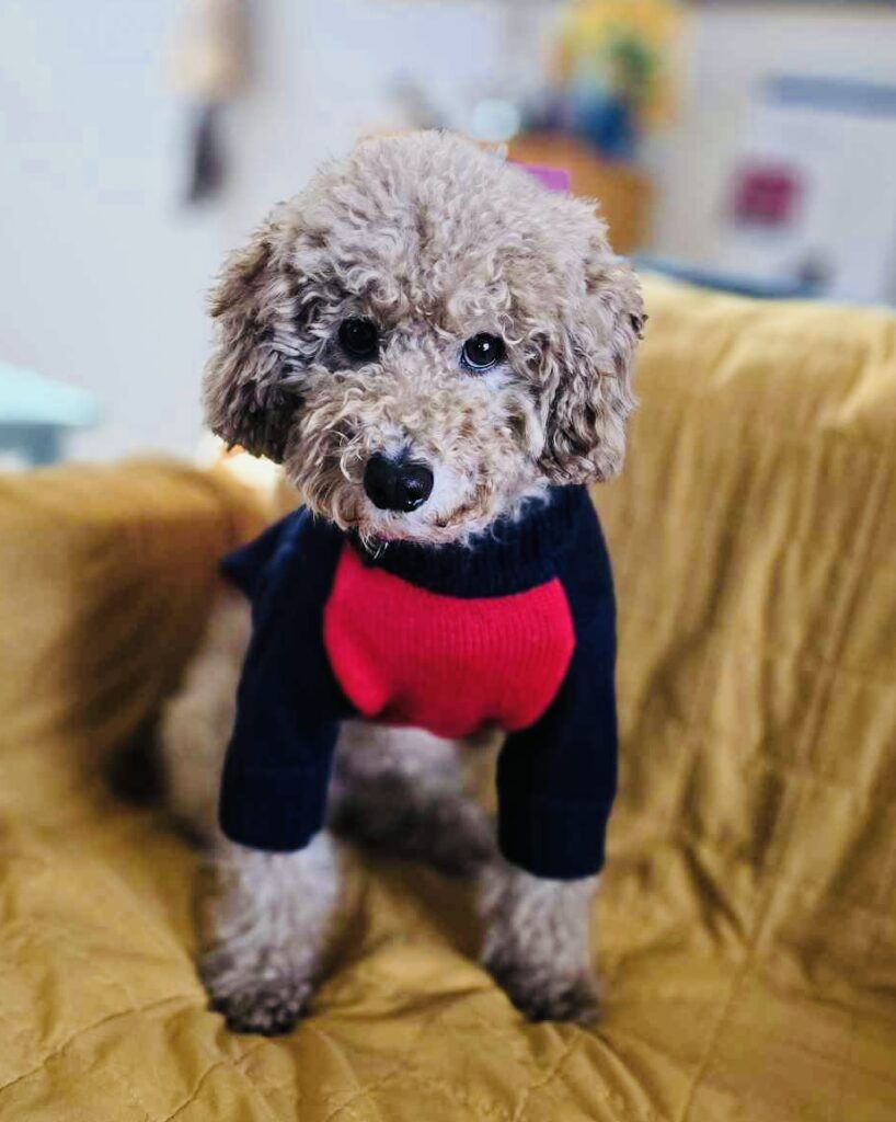 Taco Bell (Doodle) | Renee’s Rescues