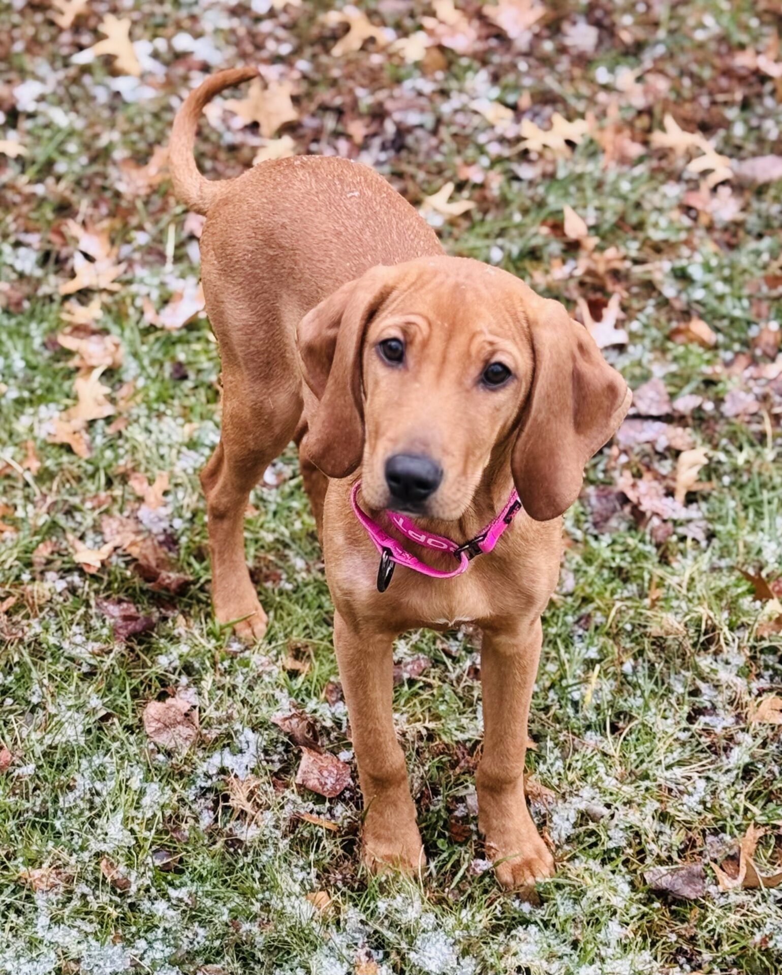 Mora (Daisy) | Renee’s Rescues