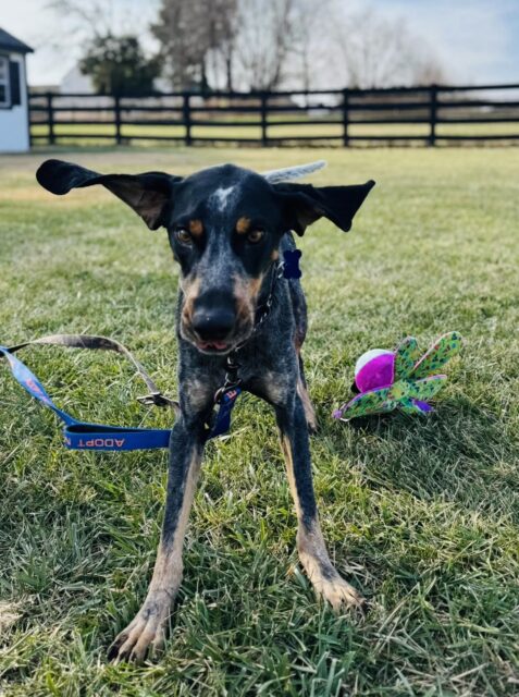 Bean | Renee’s Rescues