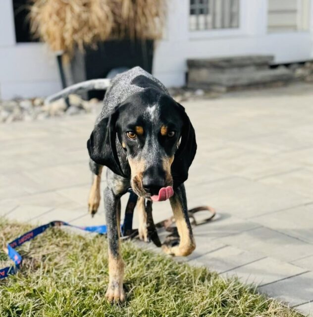 Bean | Renee’s Rescues