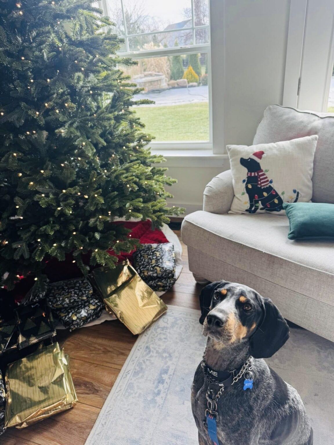 Bean | Renee’s Rescues