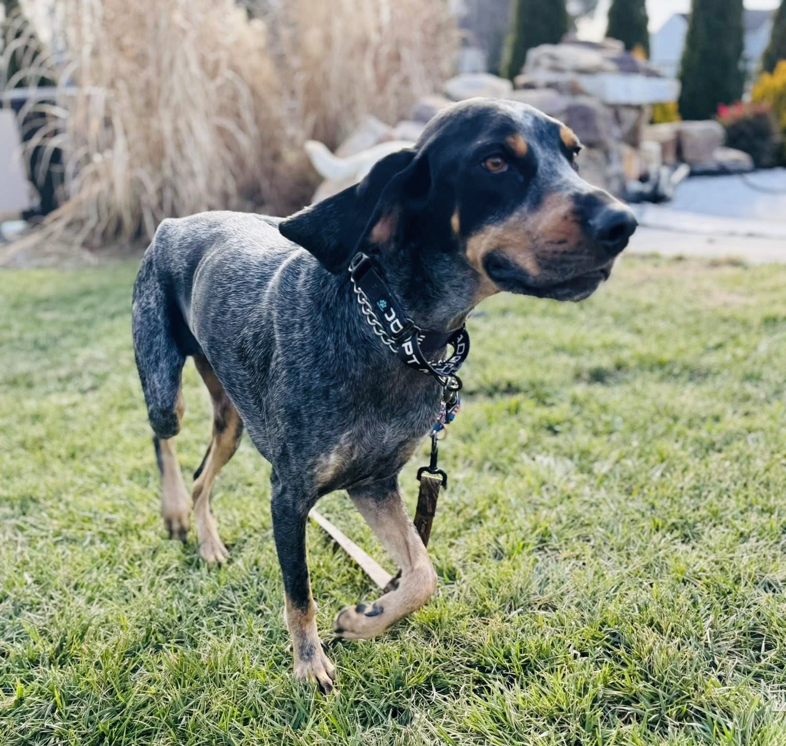 Bean | Renee’s Rescues