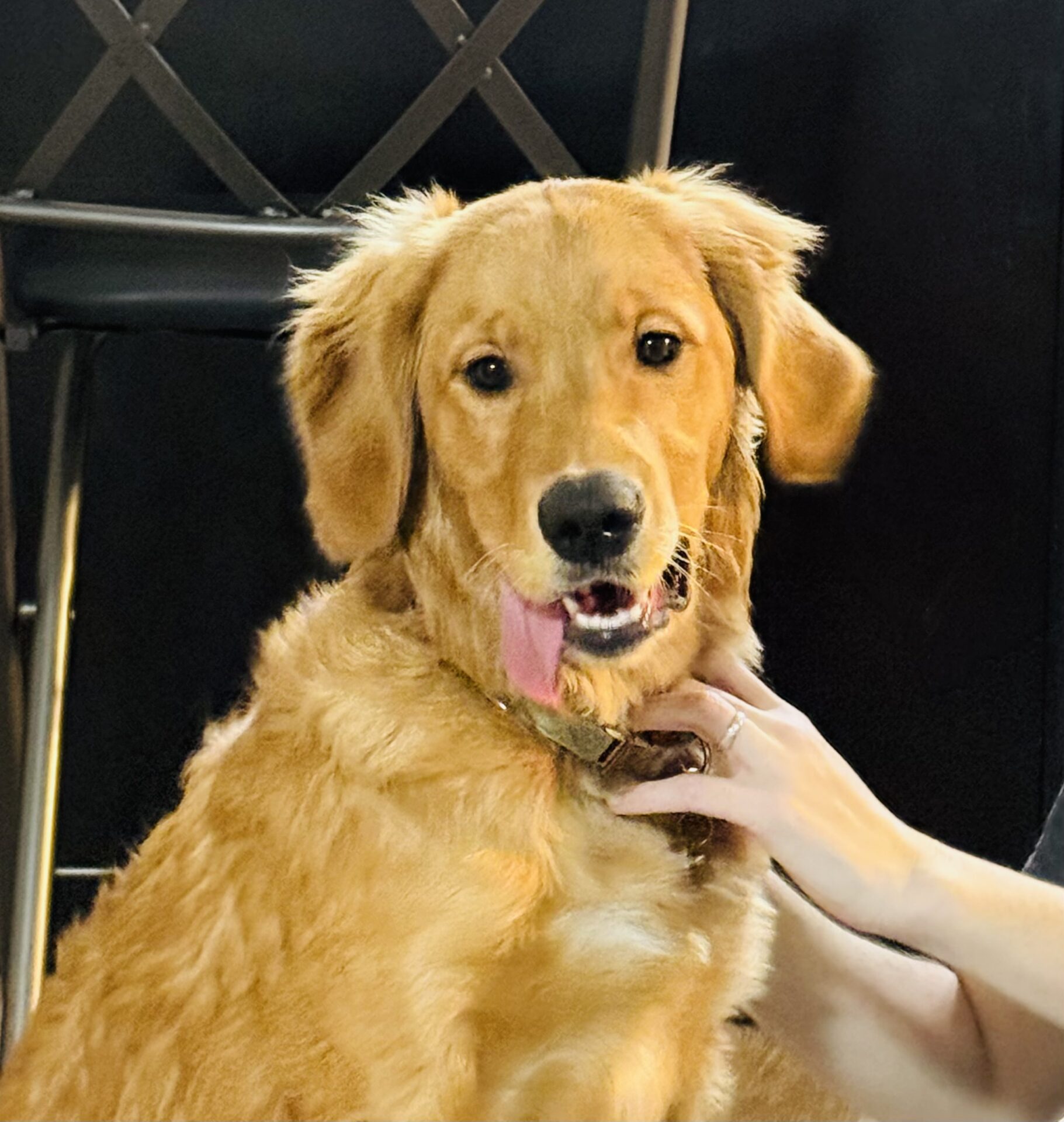 Winnie | Renee’s Rescues