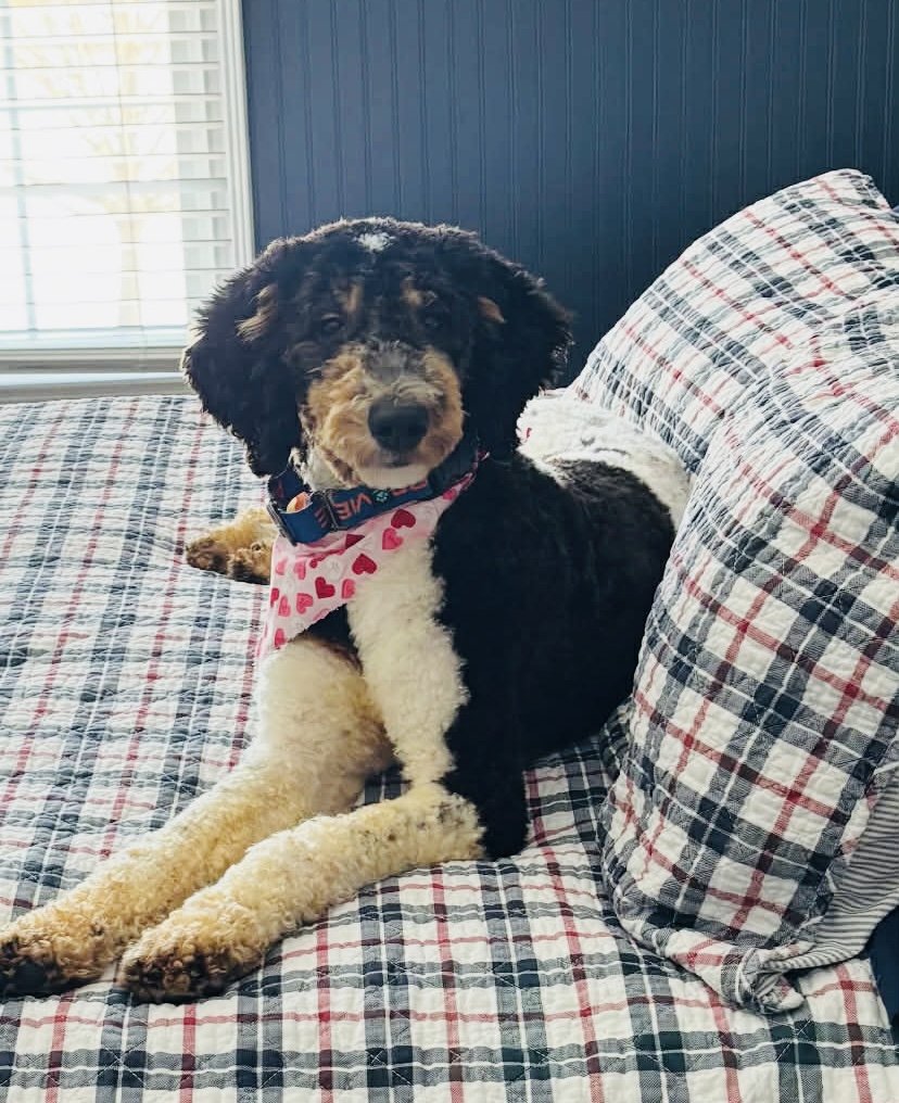 Pandora | Renee’s Rescues