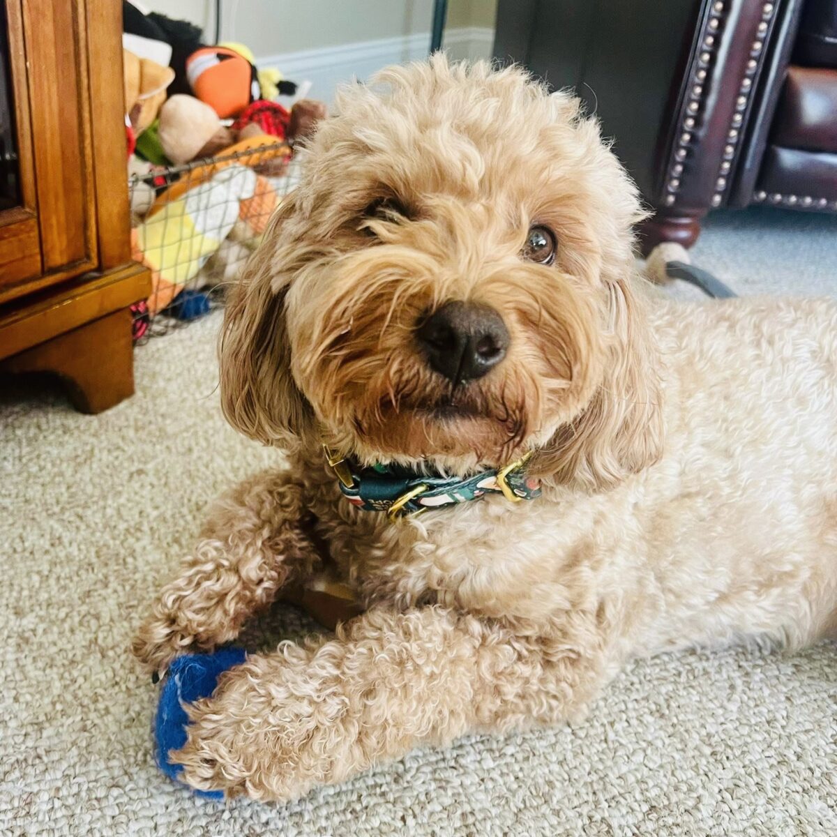 Higgins (bonded with Cooper) | Renee’s Rescues