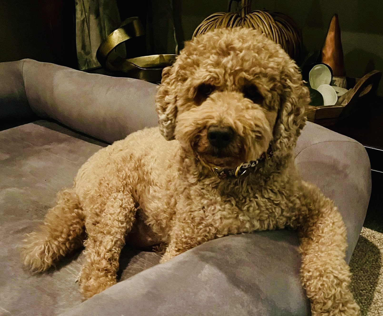 Cooper (bonded with Higgins) | Renee’s Rescues